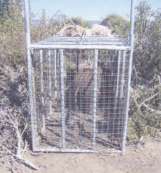 Peter Schneekluth Predator Control